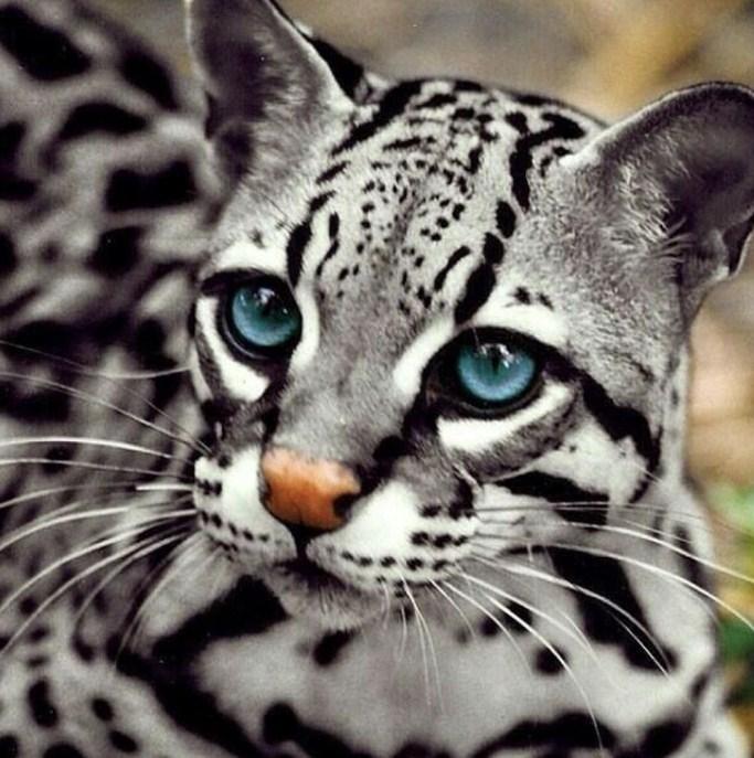 Ocelot Katze- Diamond Painting Kit – All Diamond Painting